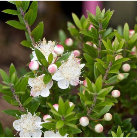 MIRTO (Myrtus communis) :: GARDEN CENTER ANDALUCIA